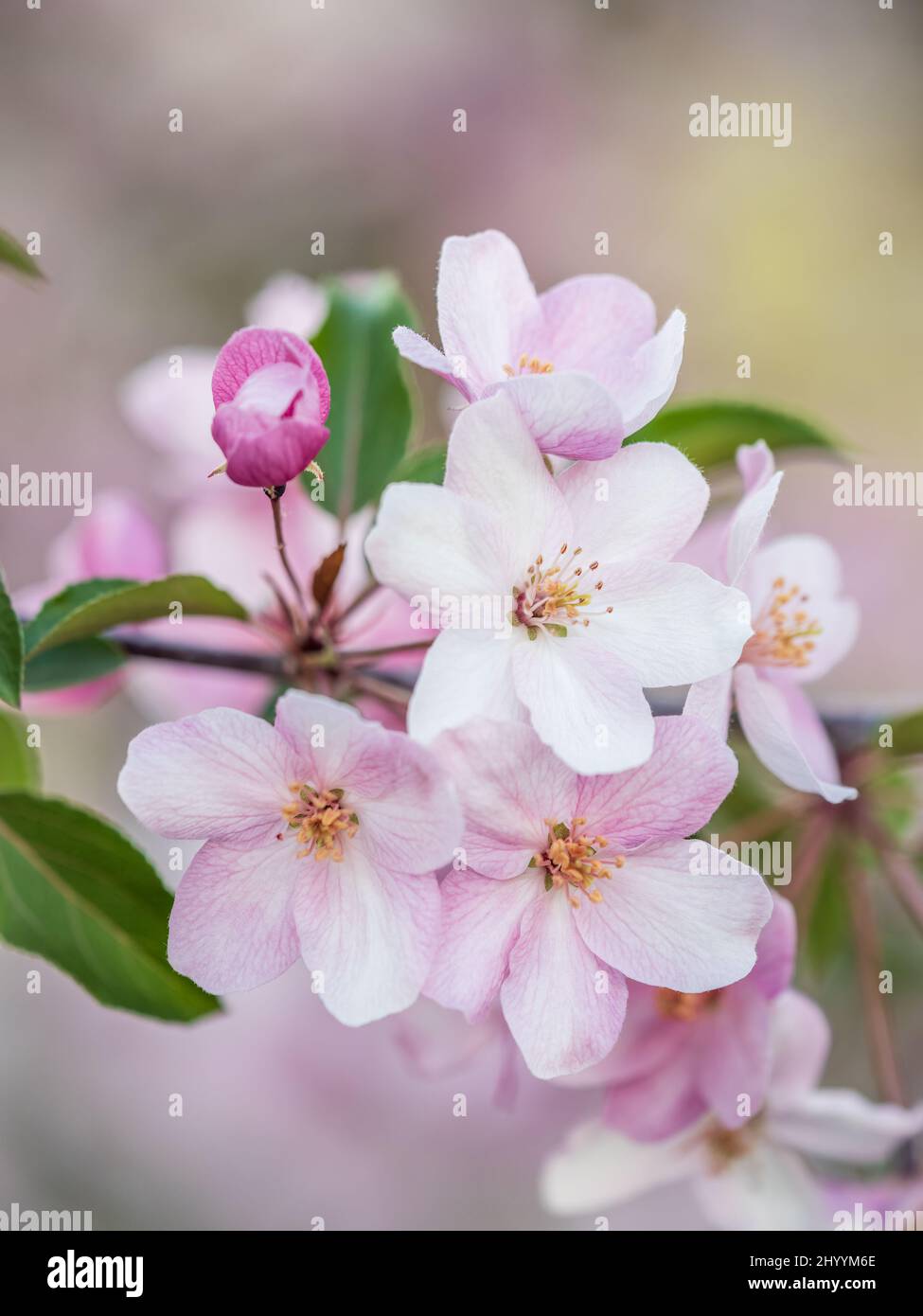 Fresh pink flowers of a blossoming apple tree with blured background ...
