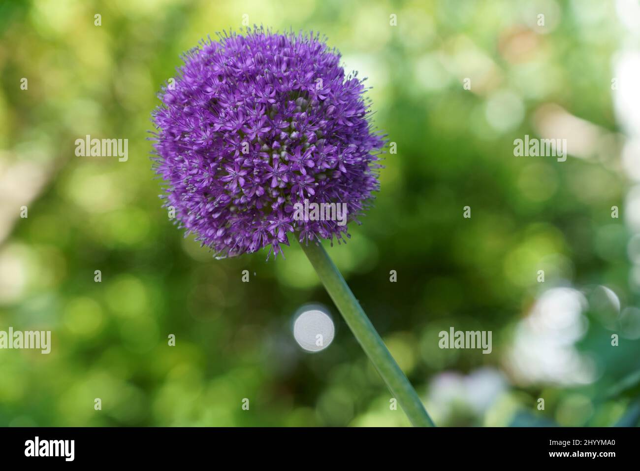 Onion genus hi-res stock photography and images - Alamy