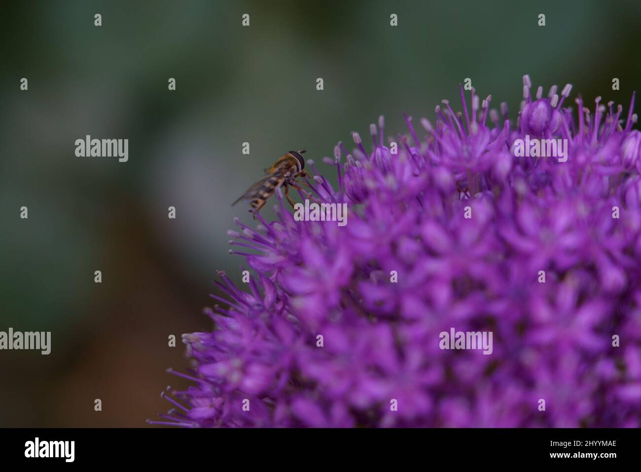 Cipolla selvatica hi-res stock photography and images - Alamy