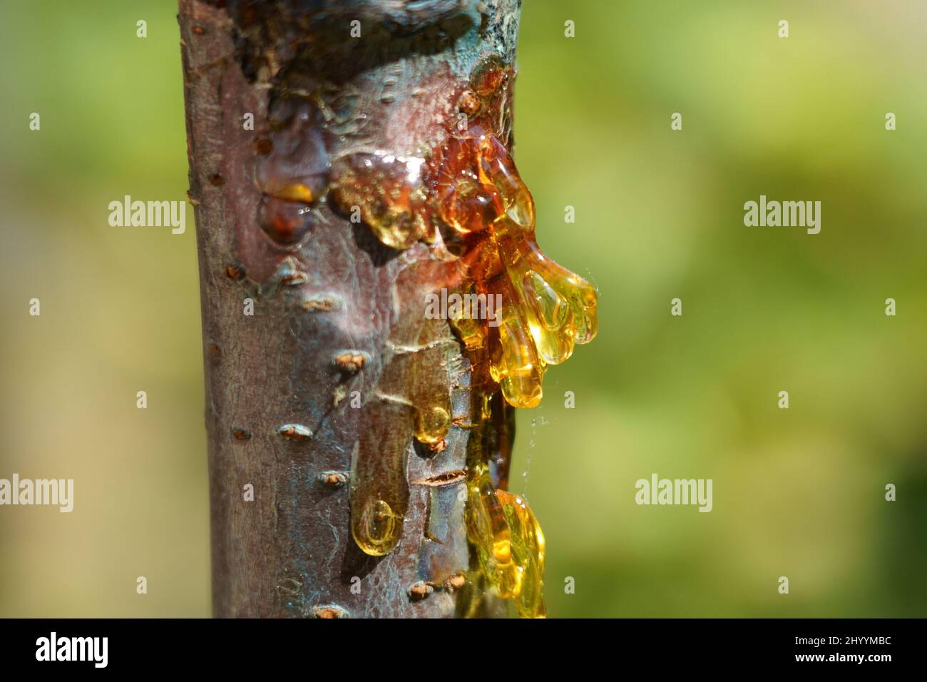 Vegetable glue hi-res stock photography and images - Alamy