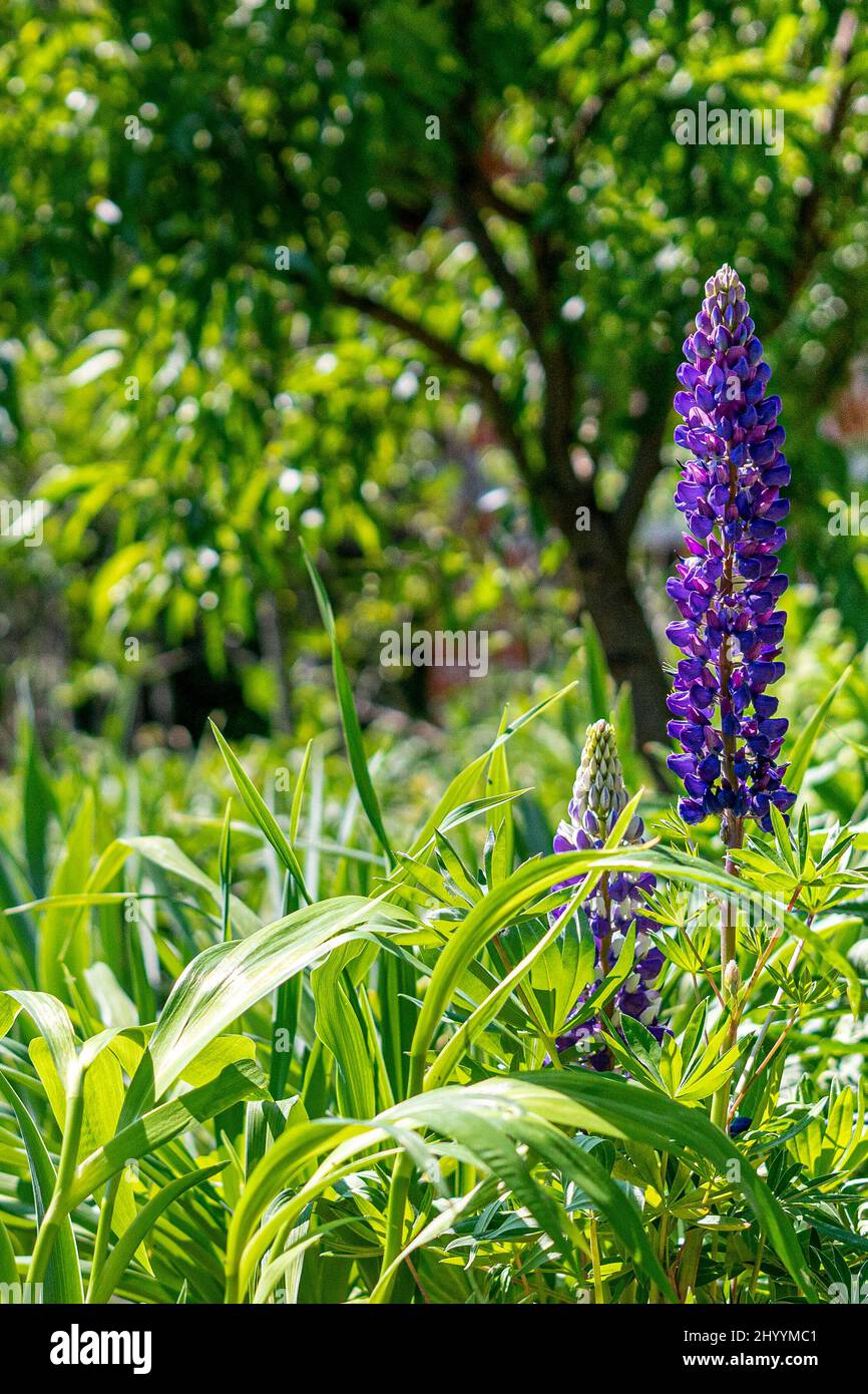 violet blossoms growing in summer in a lush garden Stock Photo - Alamy