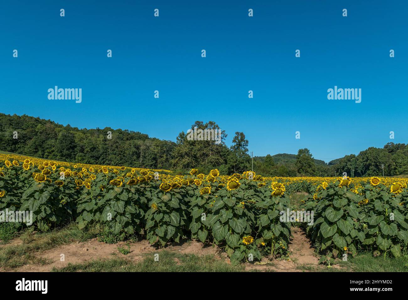 Tall and giant size sunflowers in rows in a field on a farm in the ...
