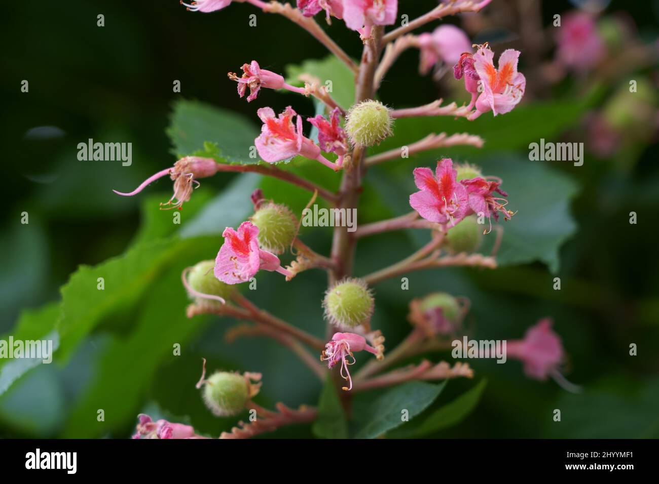 Ippocastano hi-res stock photography and images - Alamy