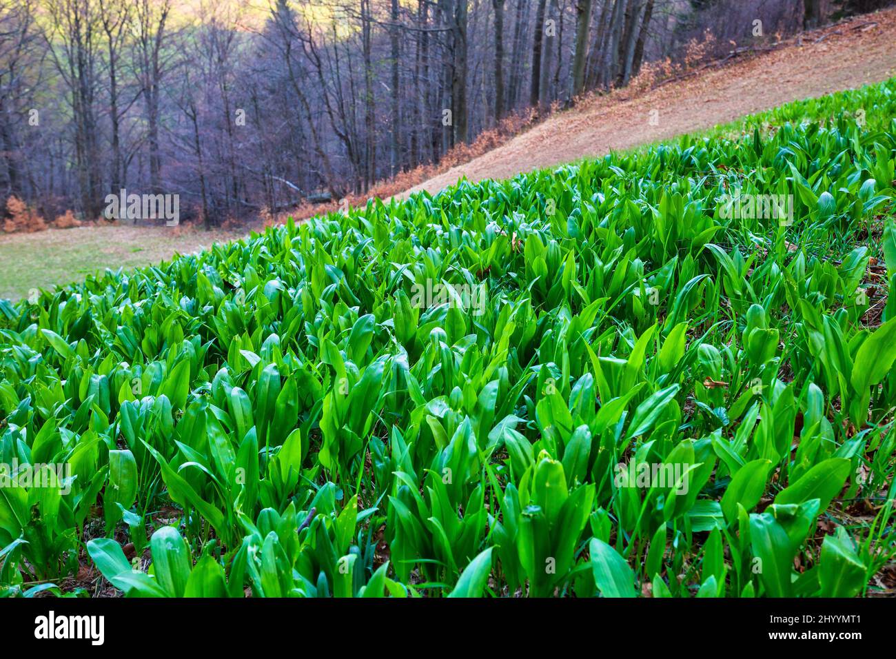 Wild garlic in forest, latin name Allium ursinum, also known as ramsons ...