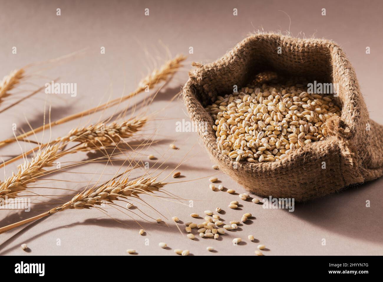 Organic uncooked dried barley cereal grain in a burlap bag with ears of ...
