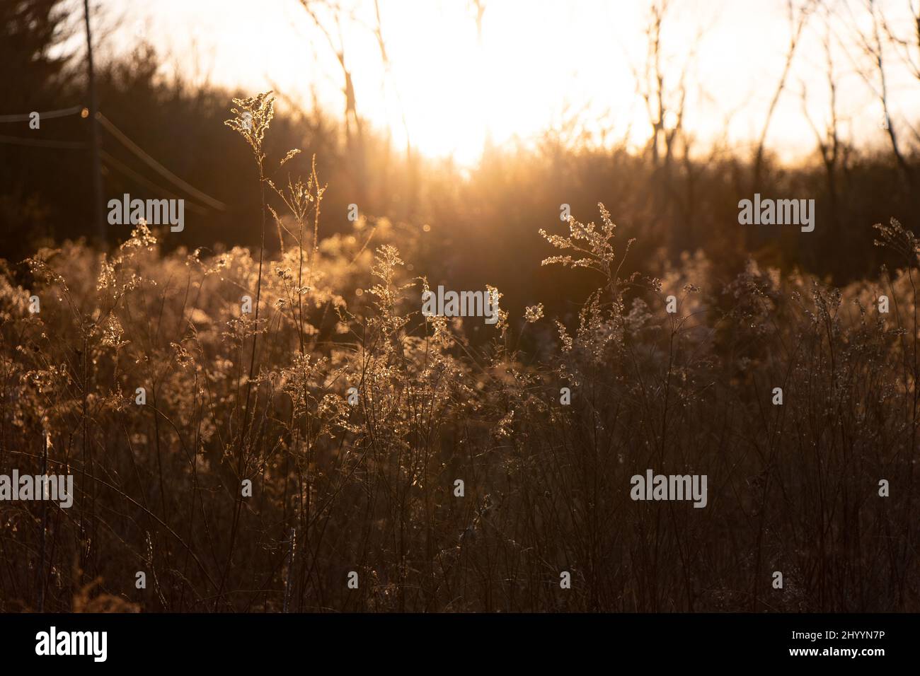 View of a golden hour sunset over a field of dried grass against a ...