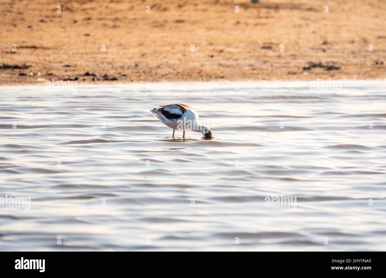 Water bird pied avocet, Recurvirostra avosetta, feeding in the lake ...