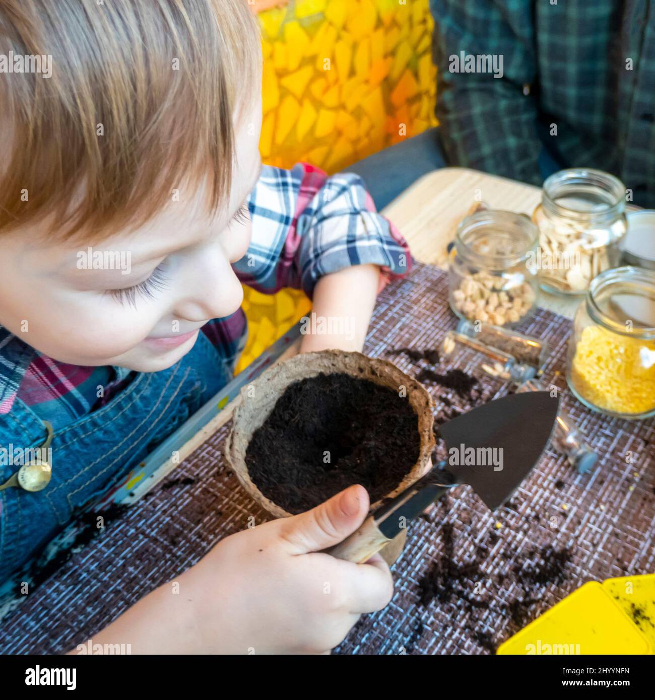 Planting young seedlings in peat pots. Picking bell pepper seedlings in ...