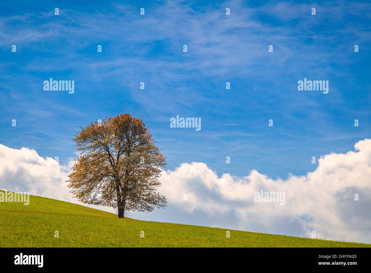 Lonely tree on a grassy meadow with blue sky background at spring time ...