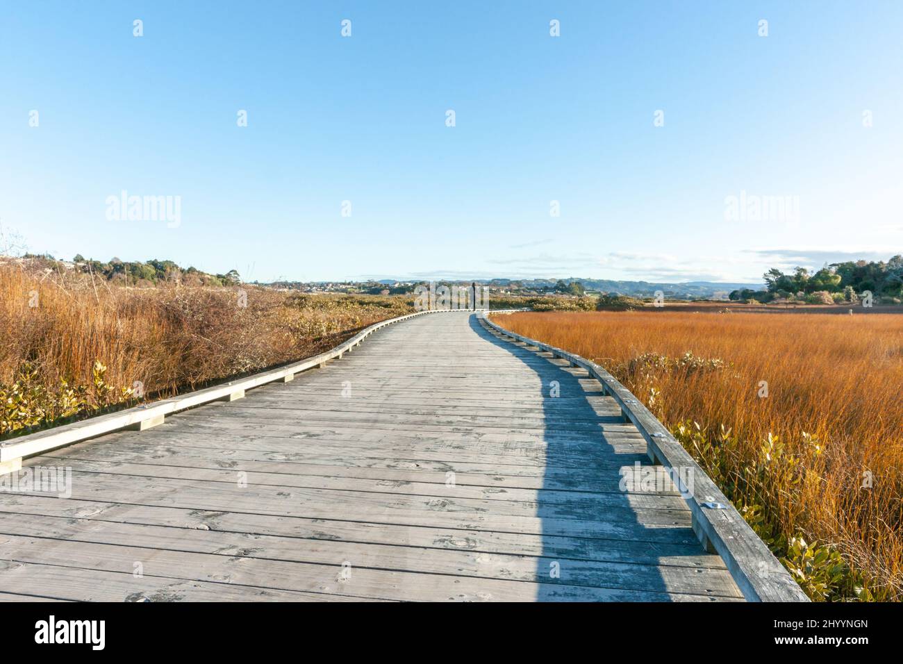 Estuarine environment of dense salt marsh plants with wooden walkway ...