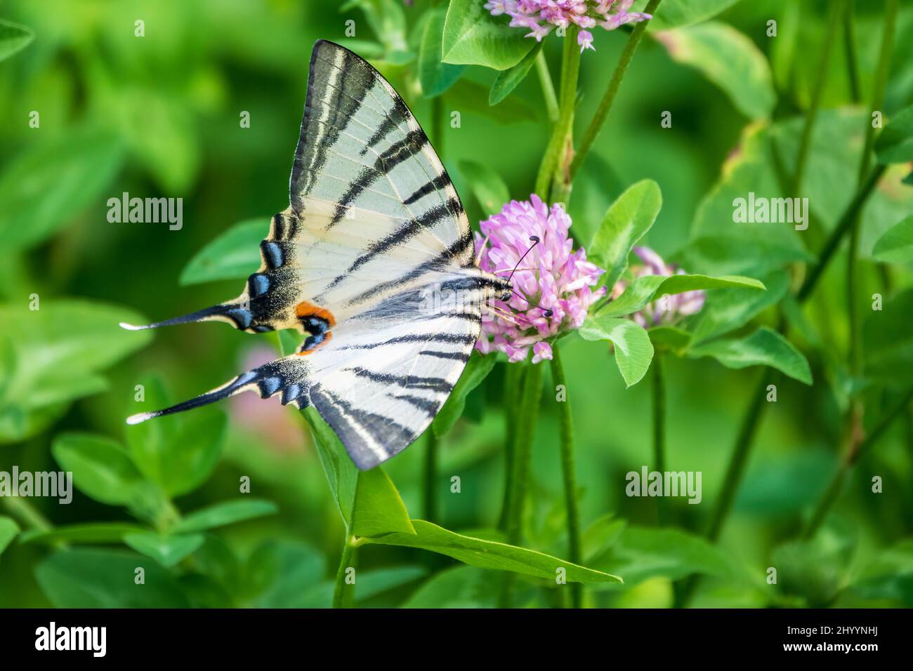 Beautiful Butterfly Scarce Swallowtail, Sail Swallowtail, Pear-tree ...