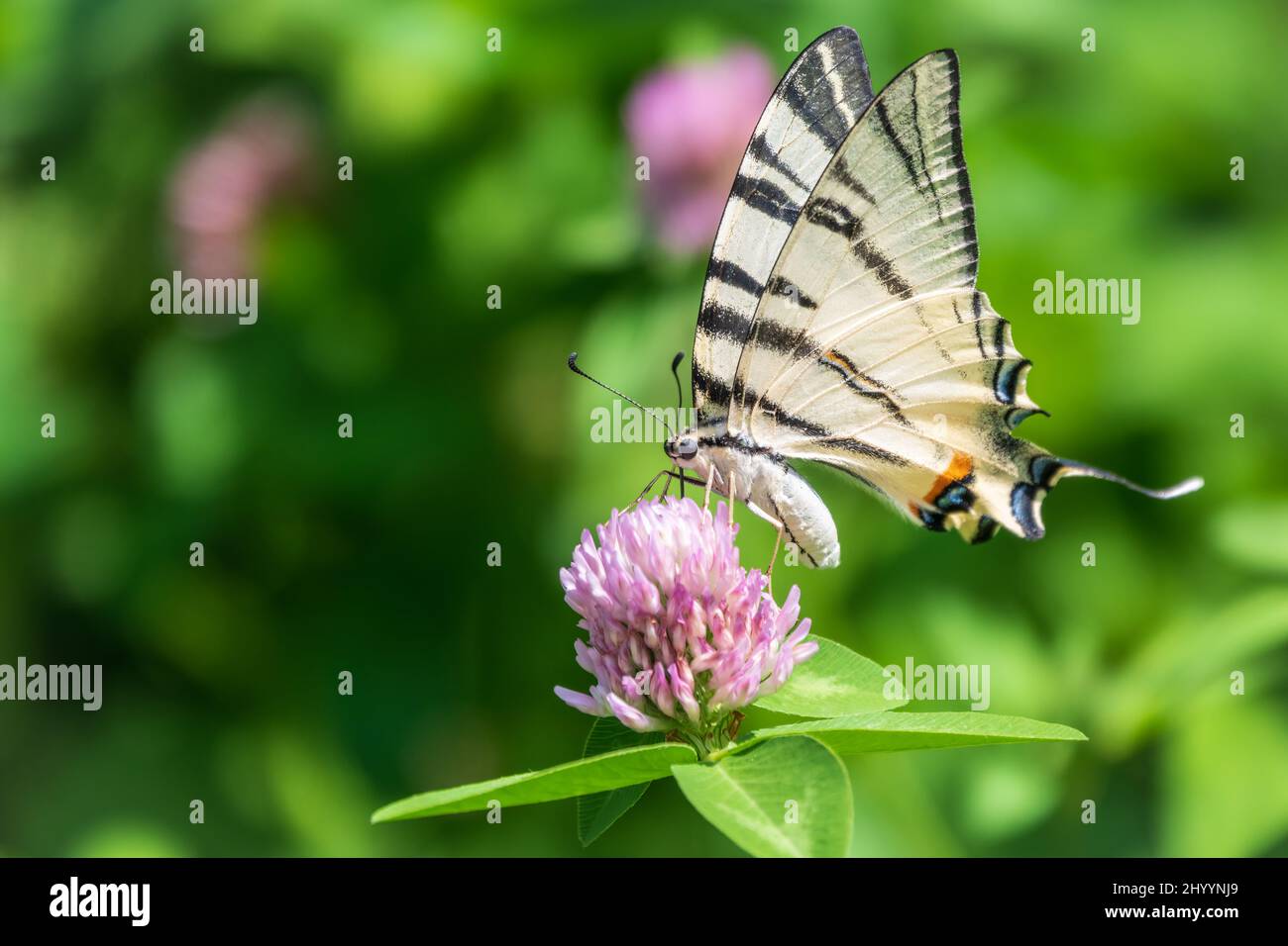 Beautiful Butterfly Scarce Swallowtail, Sail Swallowtail, Pear-tree ...
