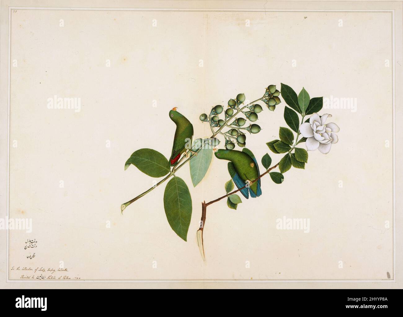 Pair of Lorikeets on Broken Branches, Folio from an album commissioned ...