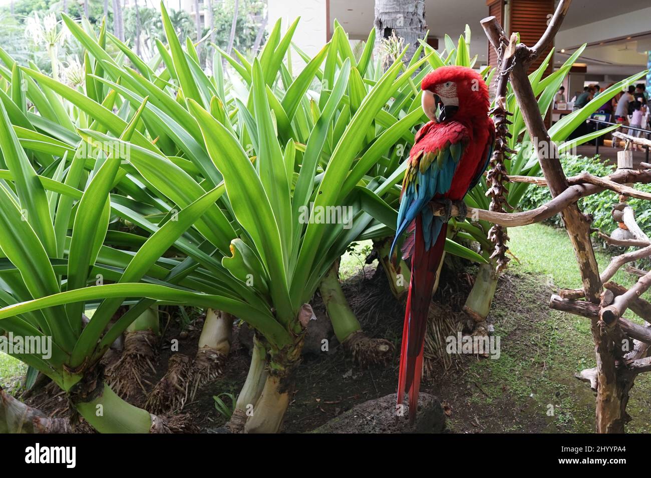 Parrot macaw bird in Waikiki Hawaii Stock Photo - Alamy