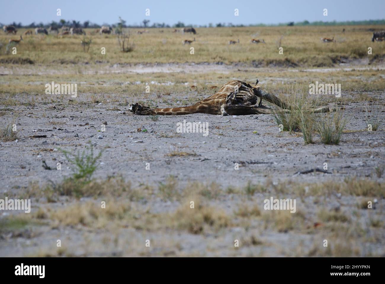 Giraffe skull hi-res stock photography and images - Alamy
