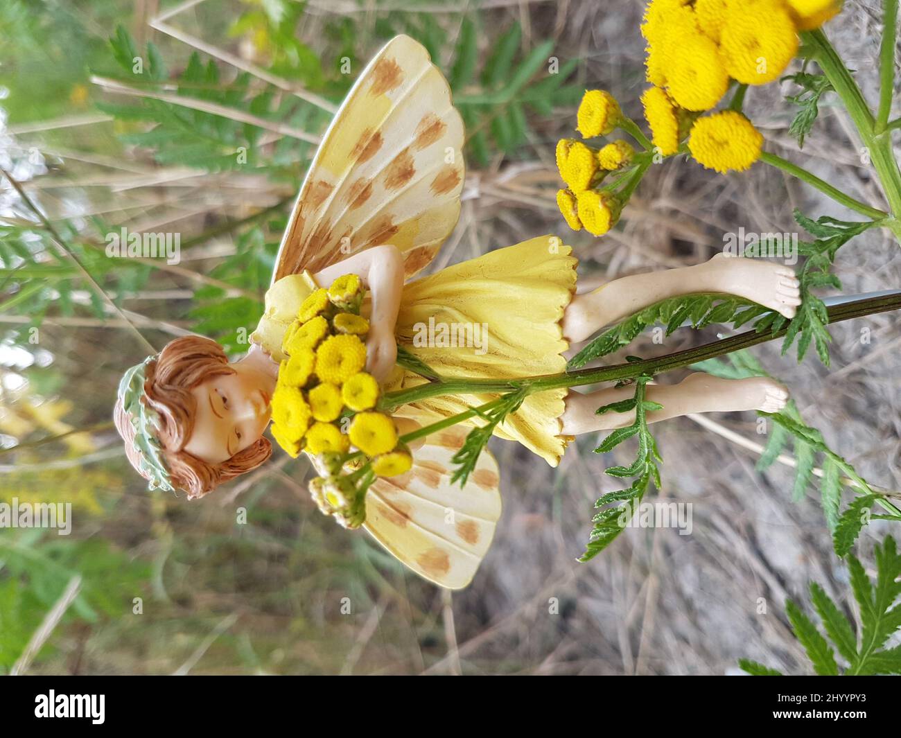 Closeup of a miniature gardening fairy statue near a Tanacetum Stock ...