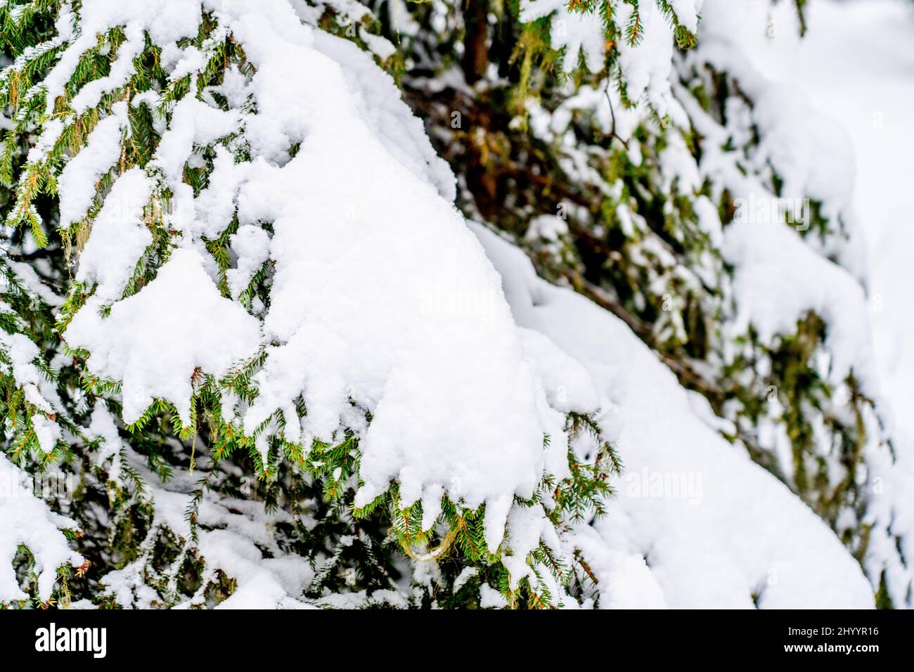 Big spruce trees in the winter forest covered with lots of snow. High ...