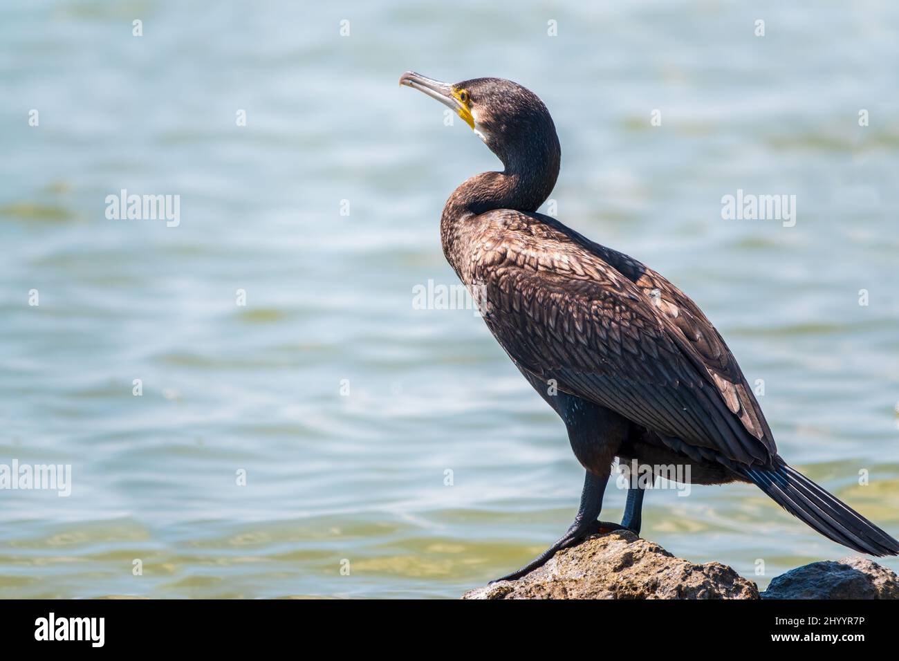 Great cormorant, Phalacrocorax carbo, standing on a stone on the sea ...