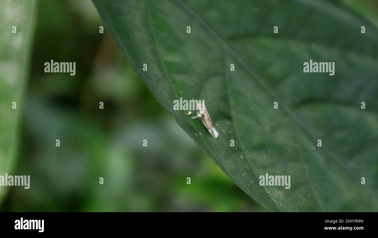 A weird and tiniest moth on top of a leaf. This moth similar to ...