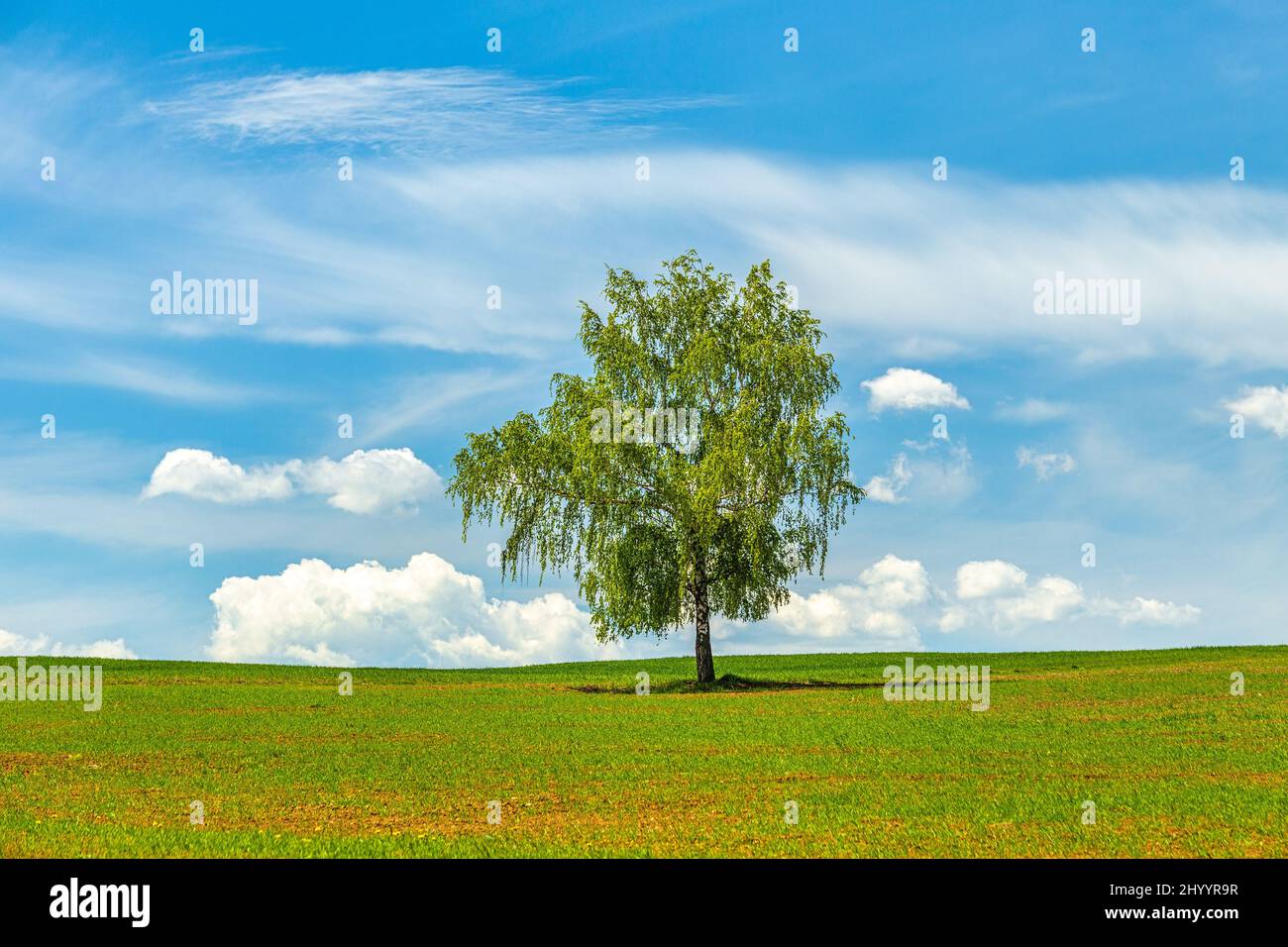 Lonely tree on a grassy meadow with blue sky and clouds at spring time ...