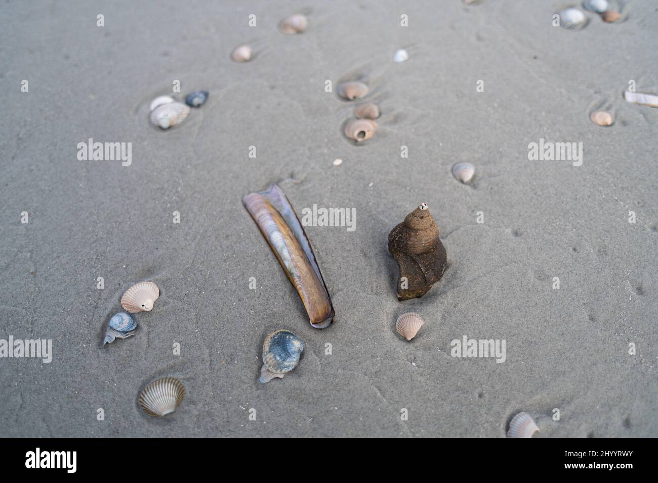 Various types of mussels hi-res stock photography and images - Alamy