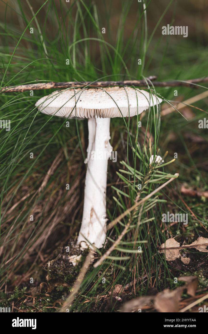 Large white mushroom with a branch on top location Stock Photo - Alamy