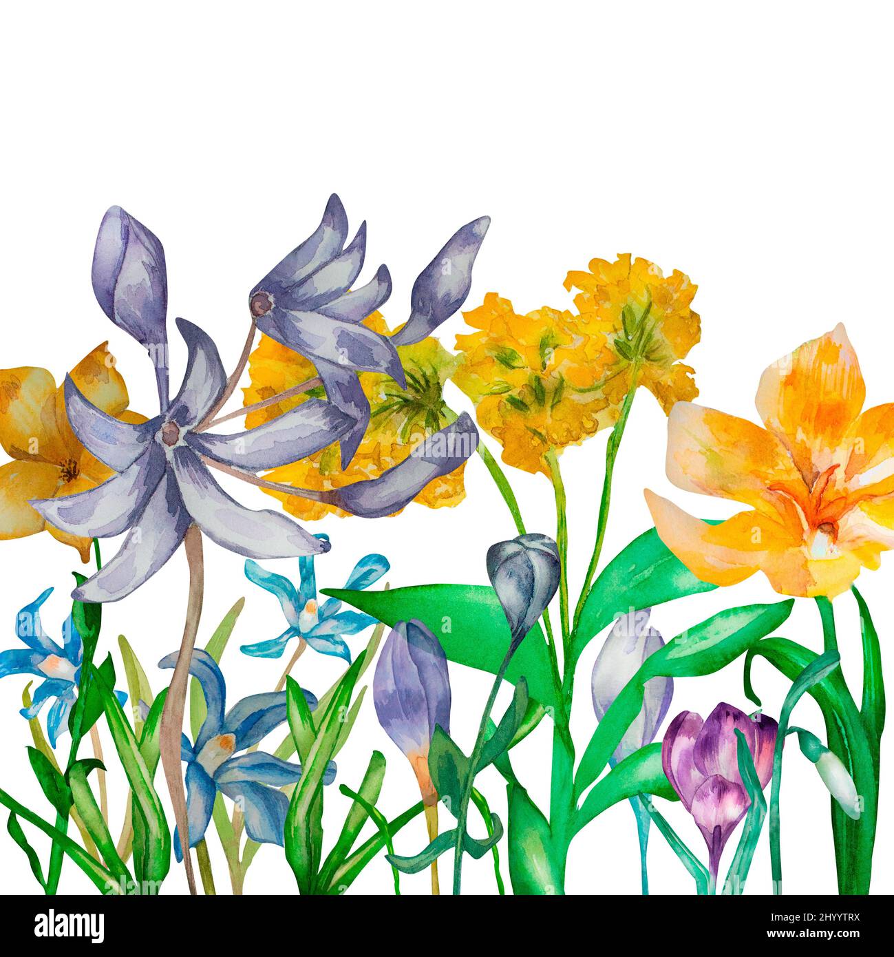 Purple spring flowers yellow watercolor composition on white background ...