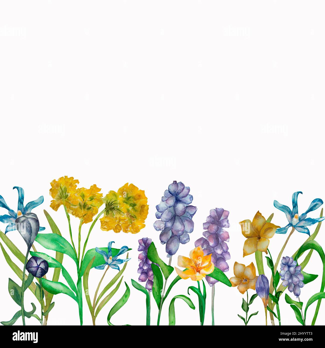 Purple spring flowers yellow watercolor composition on white background ...