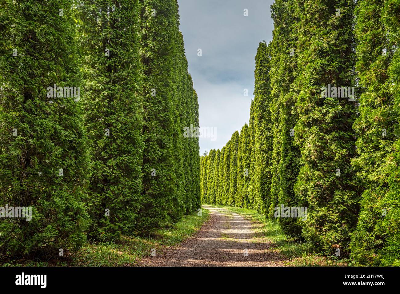 A field path through an alley of thuja trees Stock Photo - Alamy
