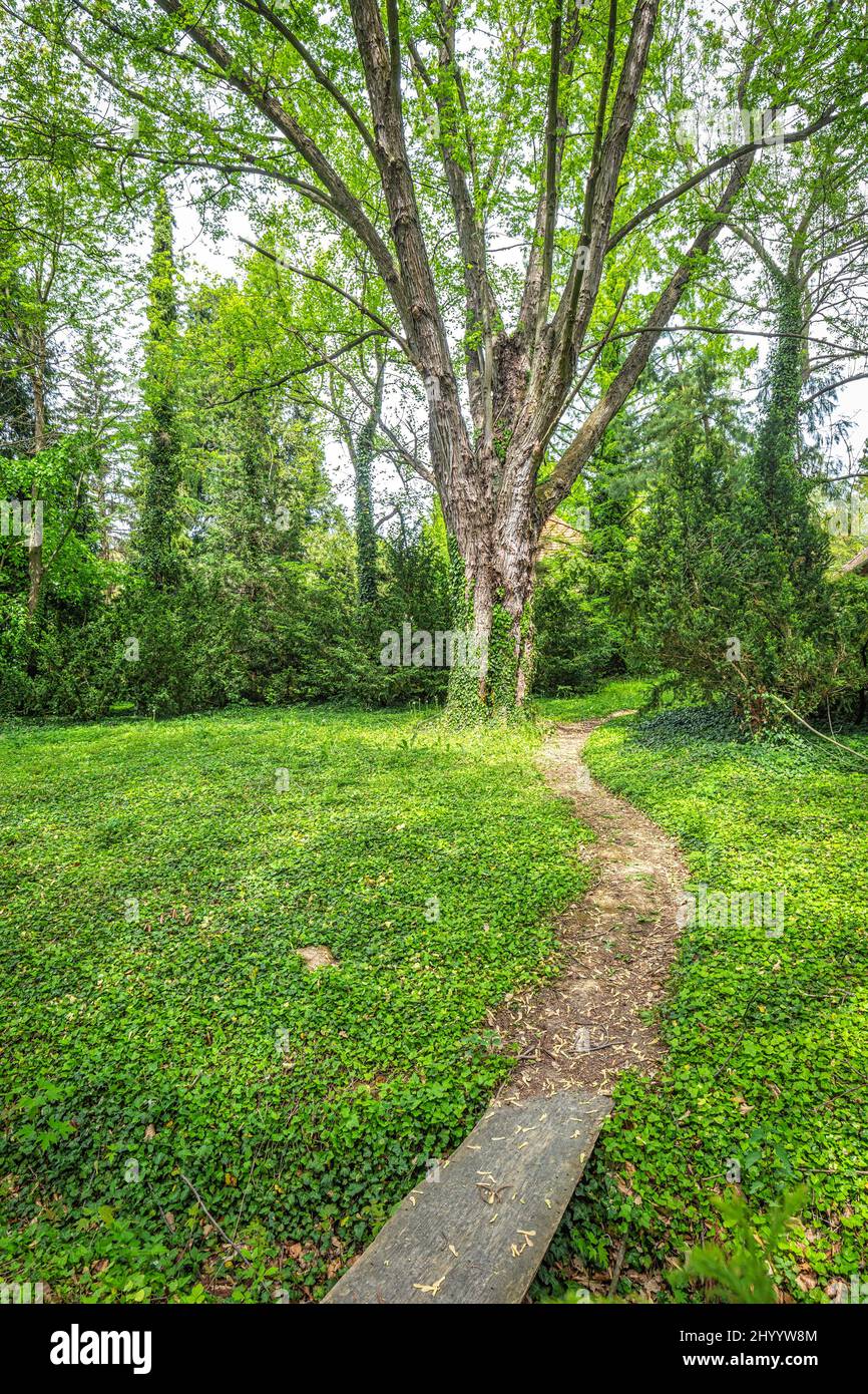 Walkway with a wooden bridge next to the trees in the arboretum Stock ...