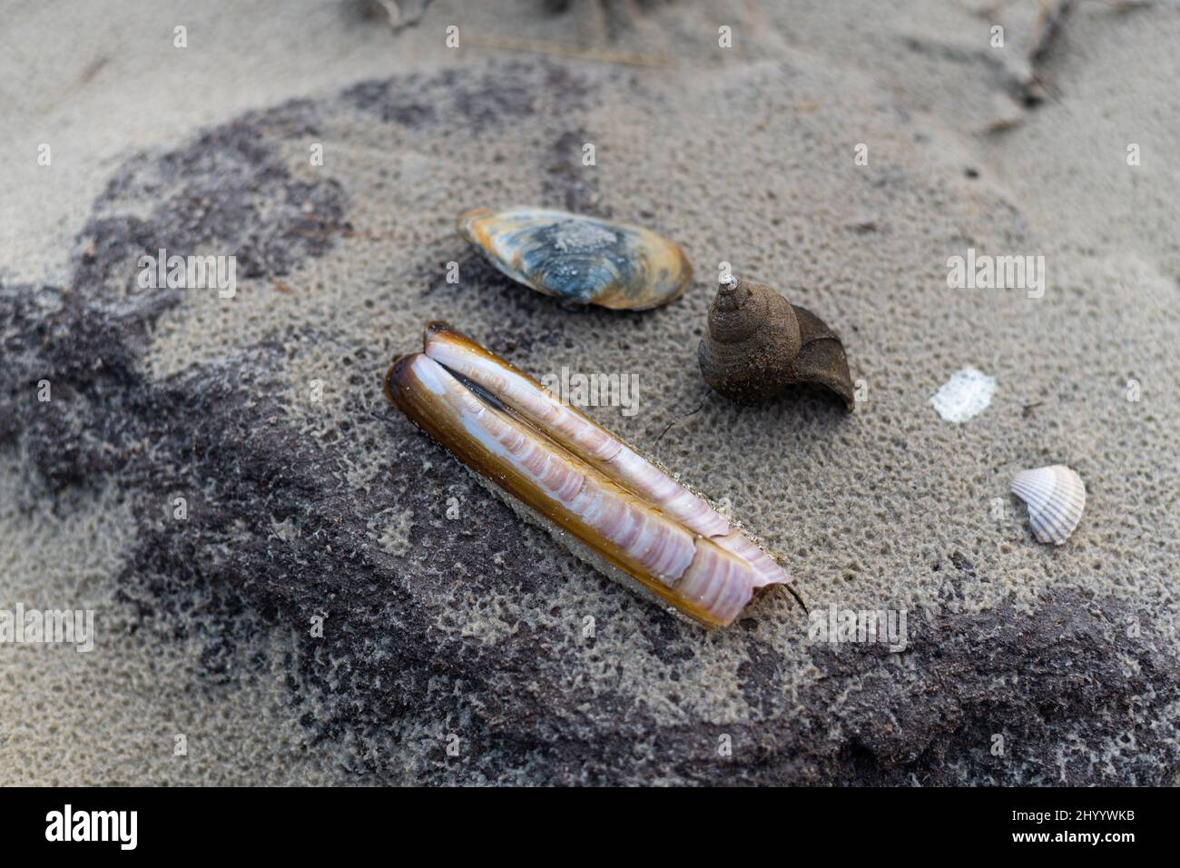 Various types of mussels hi-res stock photography and images - Alamy
