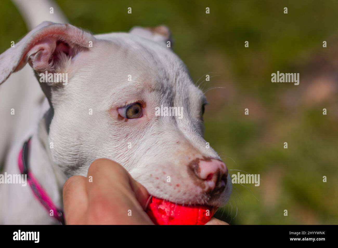 American Pit Bull Terrier playing tug of war for a bright red rubber ...