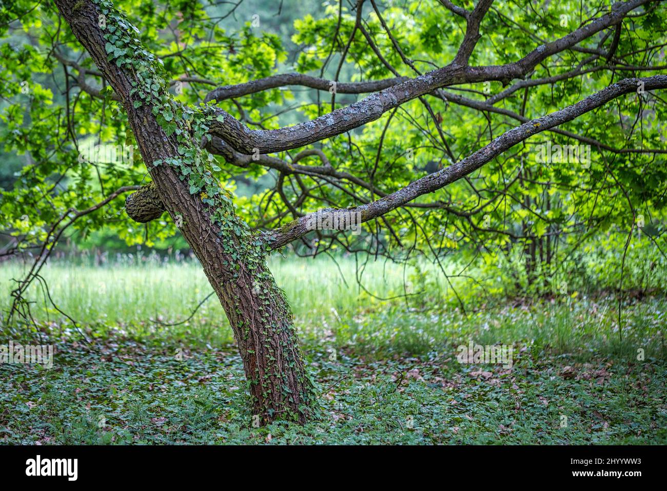 Natural still life formed by a wide-spread tree in a park Stock Photo ...
