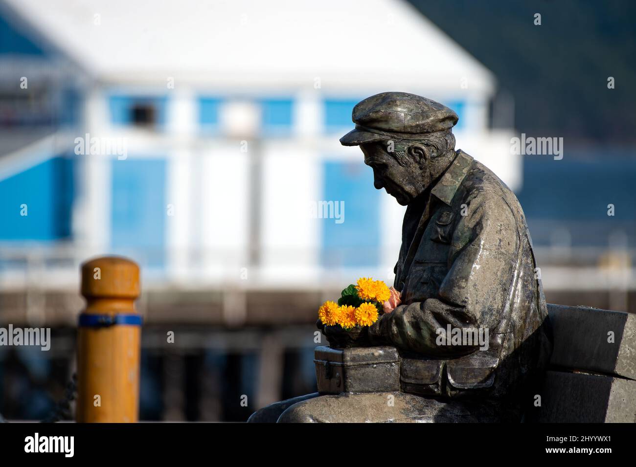 Rusty stuaute of an old man holding yellow flowers at the Sidney ...