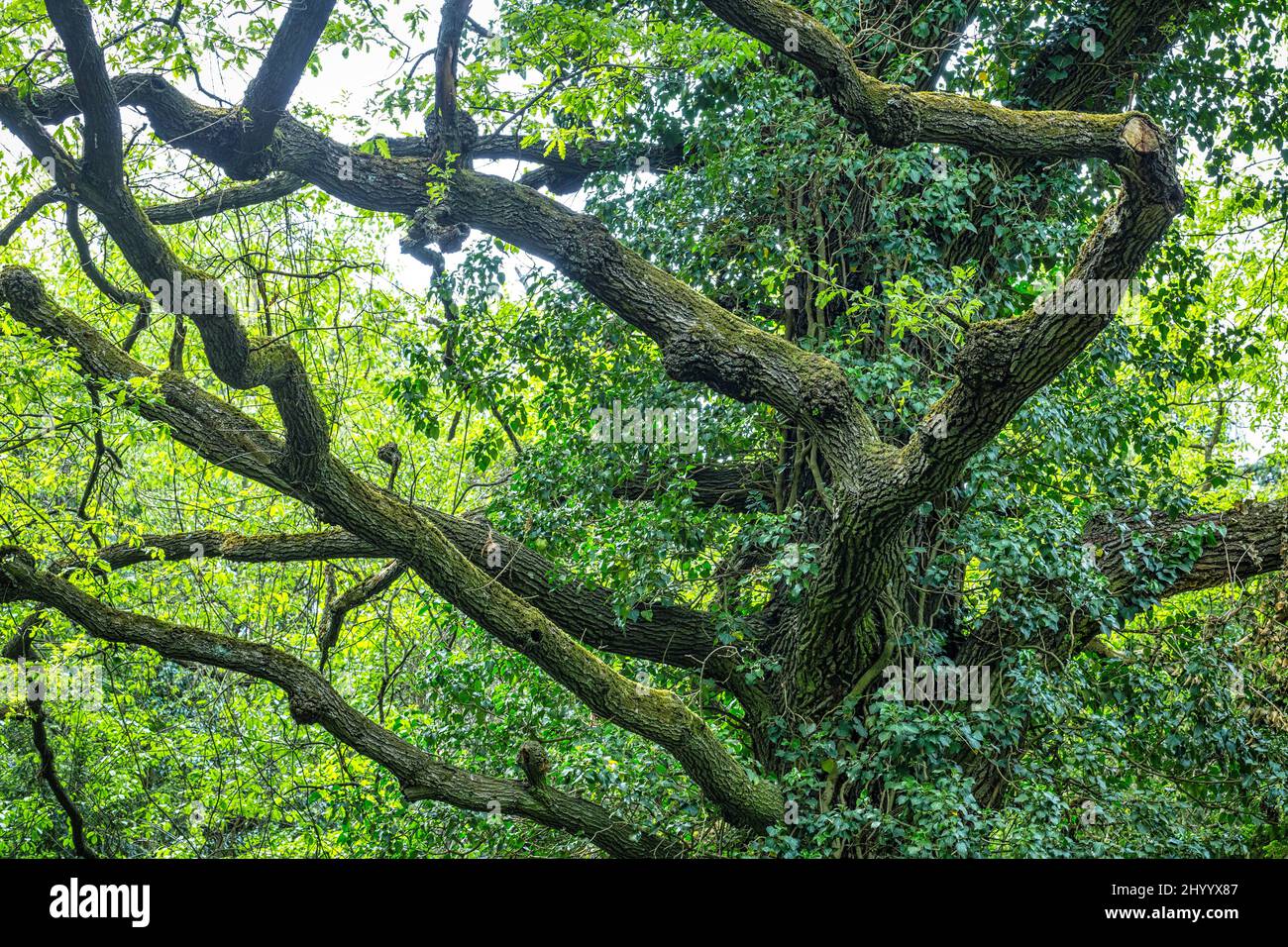 Natural still life formed by a wide-spread tree in a park Stock Photo ...