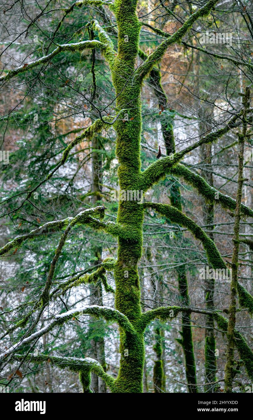 Closeup shot of an old tree covered with moss Stock Photo - Alamy
