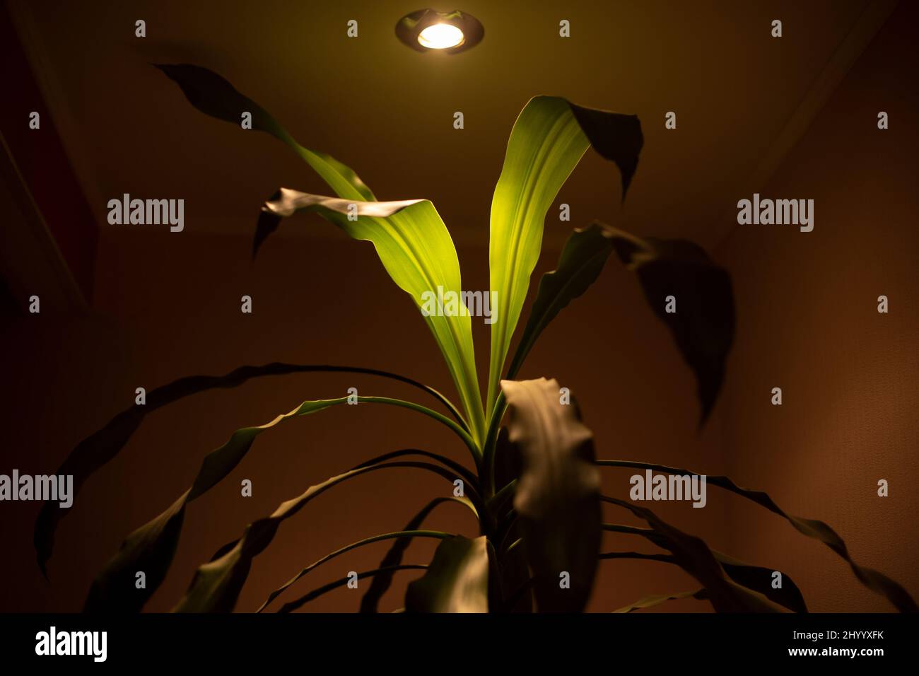 Palm tree in apartment. Houseplant in light of lamp. Large green palm ...