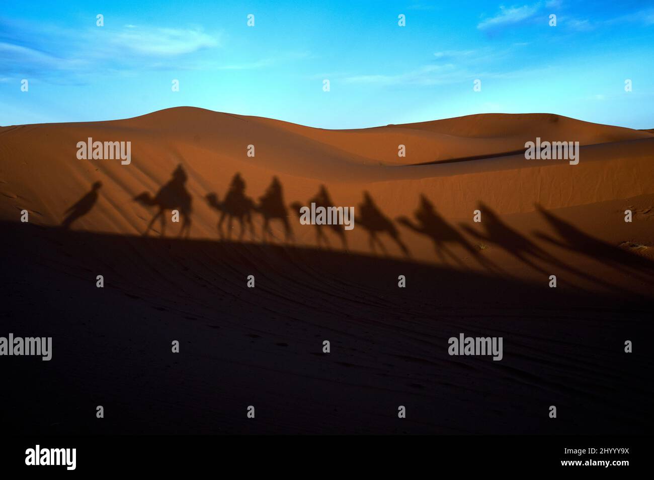 Beautiful view of shadows of camels in the Sahara Desert Stock Photo ...
