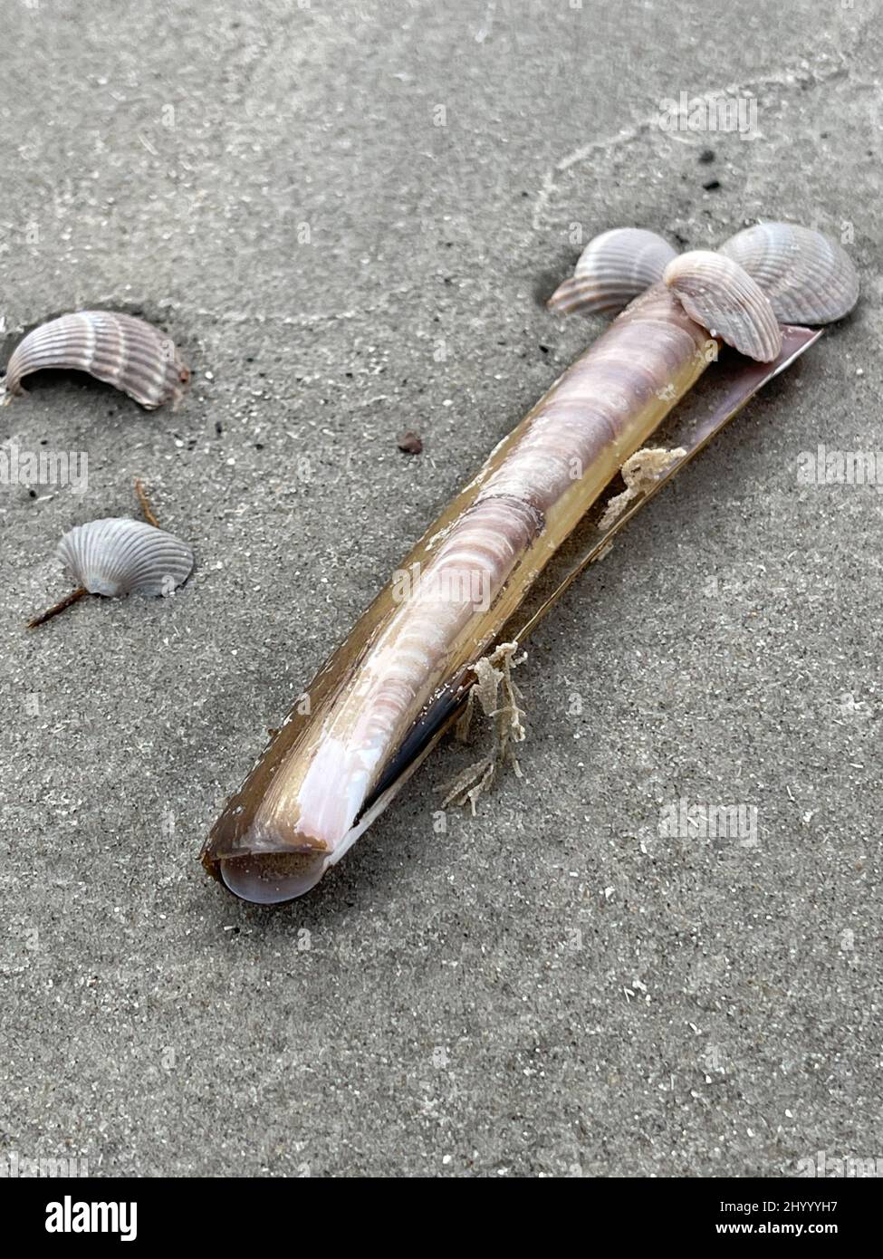 Various types of mussels hi-res stock photography and images - Alamy