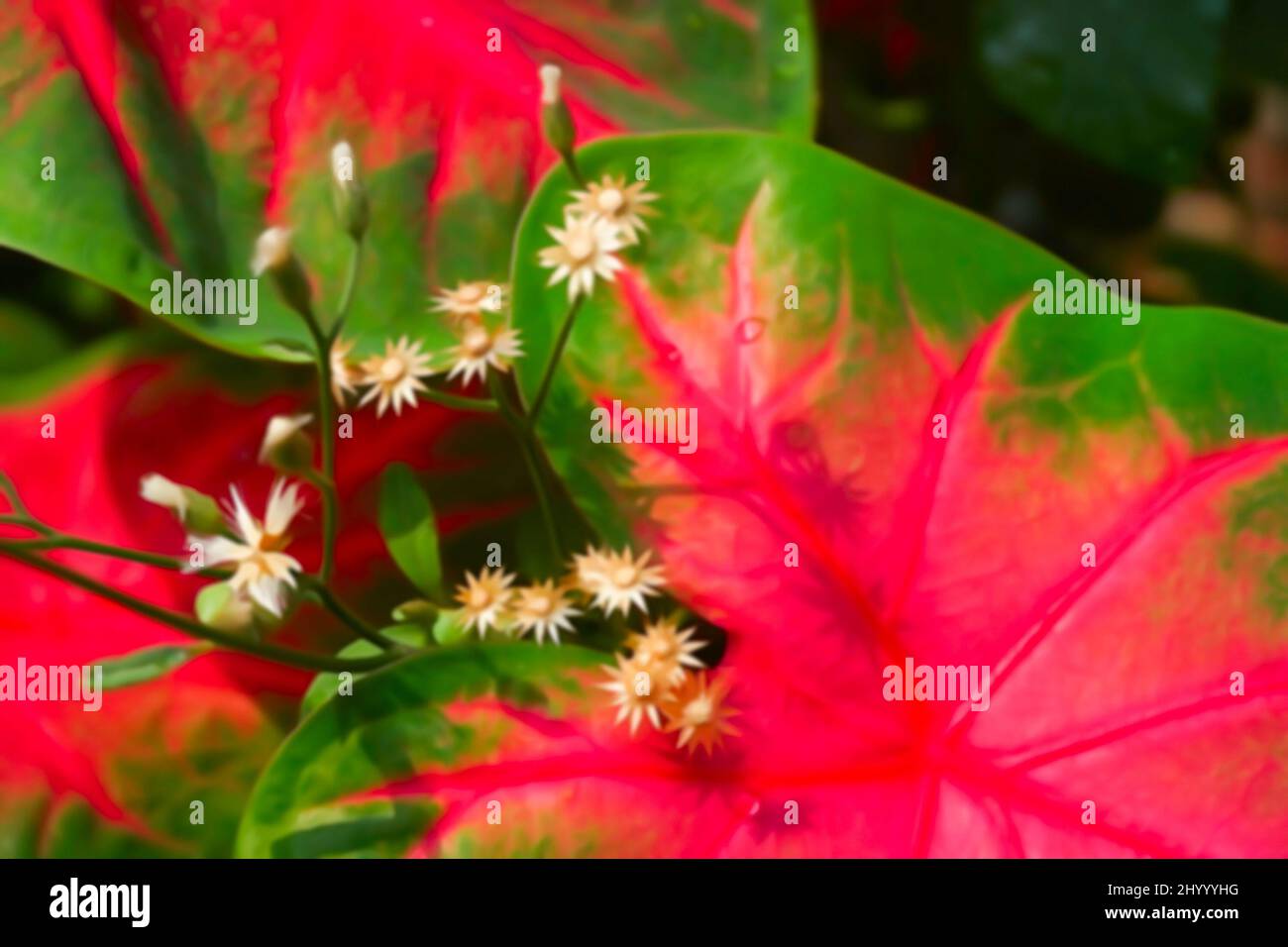 Blurred image of colorful leaves of Patabahar or patabahari plant ...