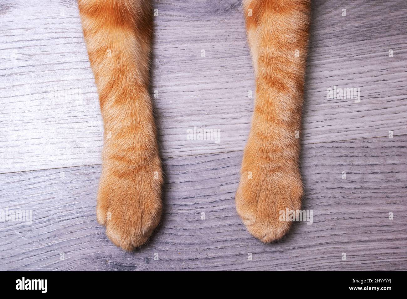 Paws of a ginger cat on a wooden floor Stock Photo - Alamy