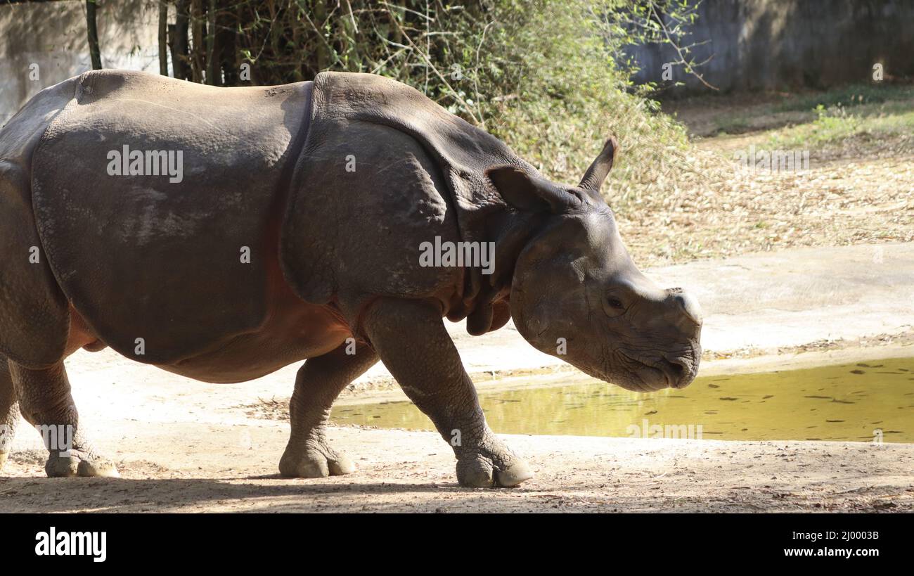 Side view of the Rhinoceros in the zoo under the sunlight Stock Photo ...