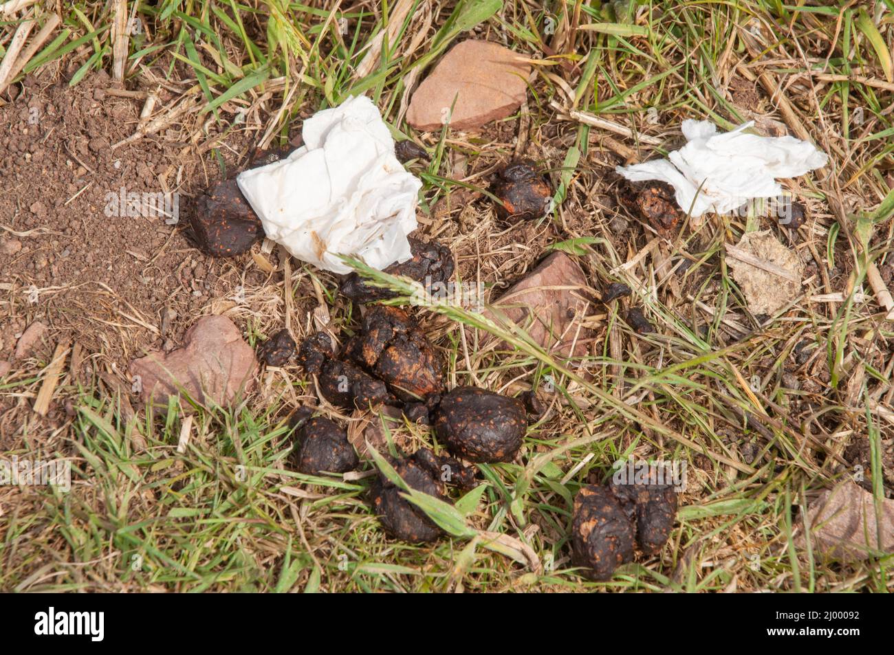Human faeces hi-res stock photography and images - Alamy