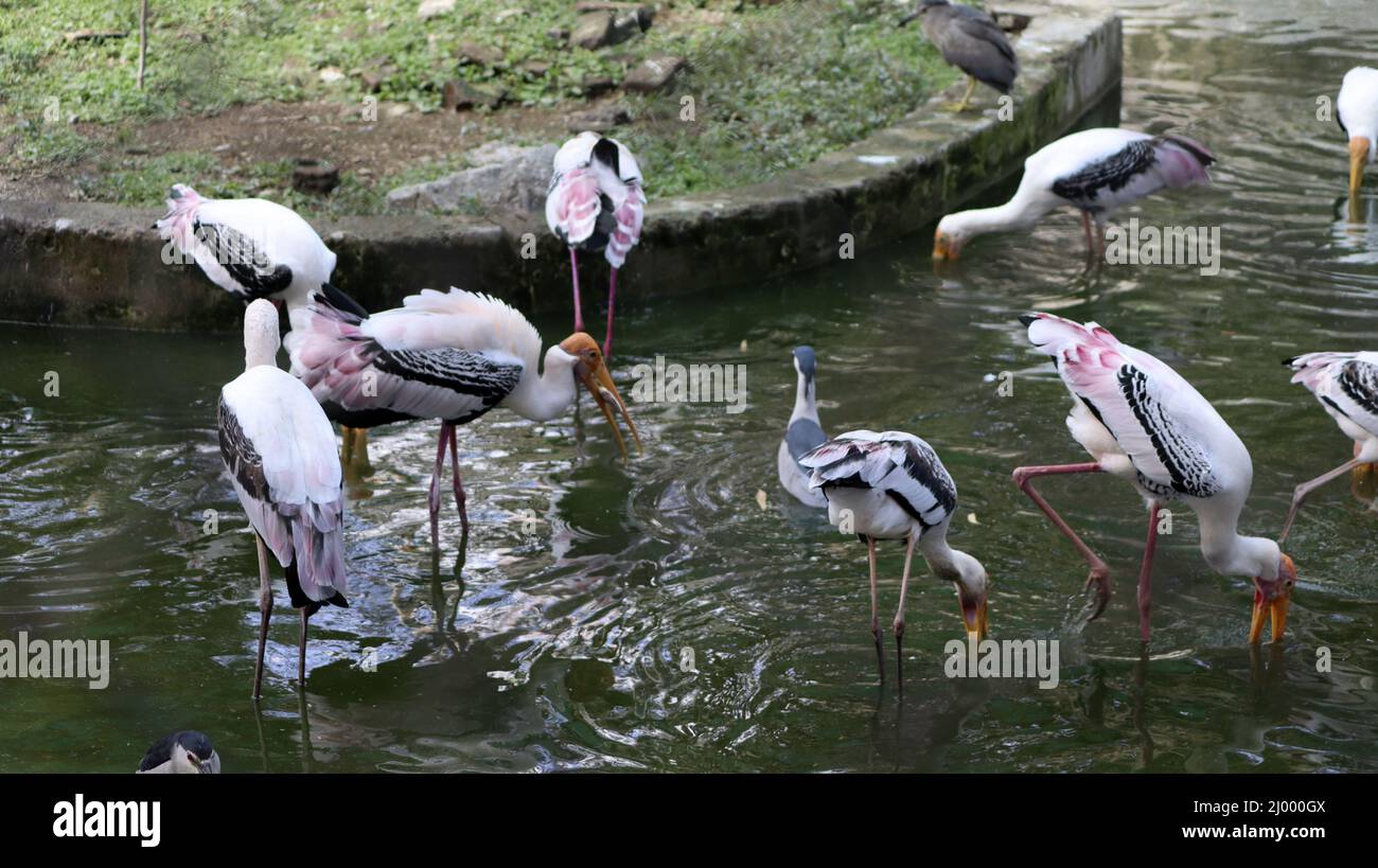 Marabou Storks looking for food in the water in the zoo on a gloomy day ...