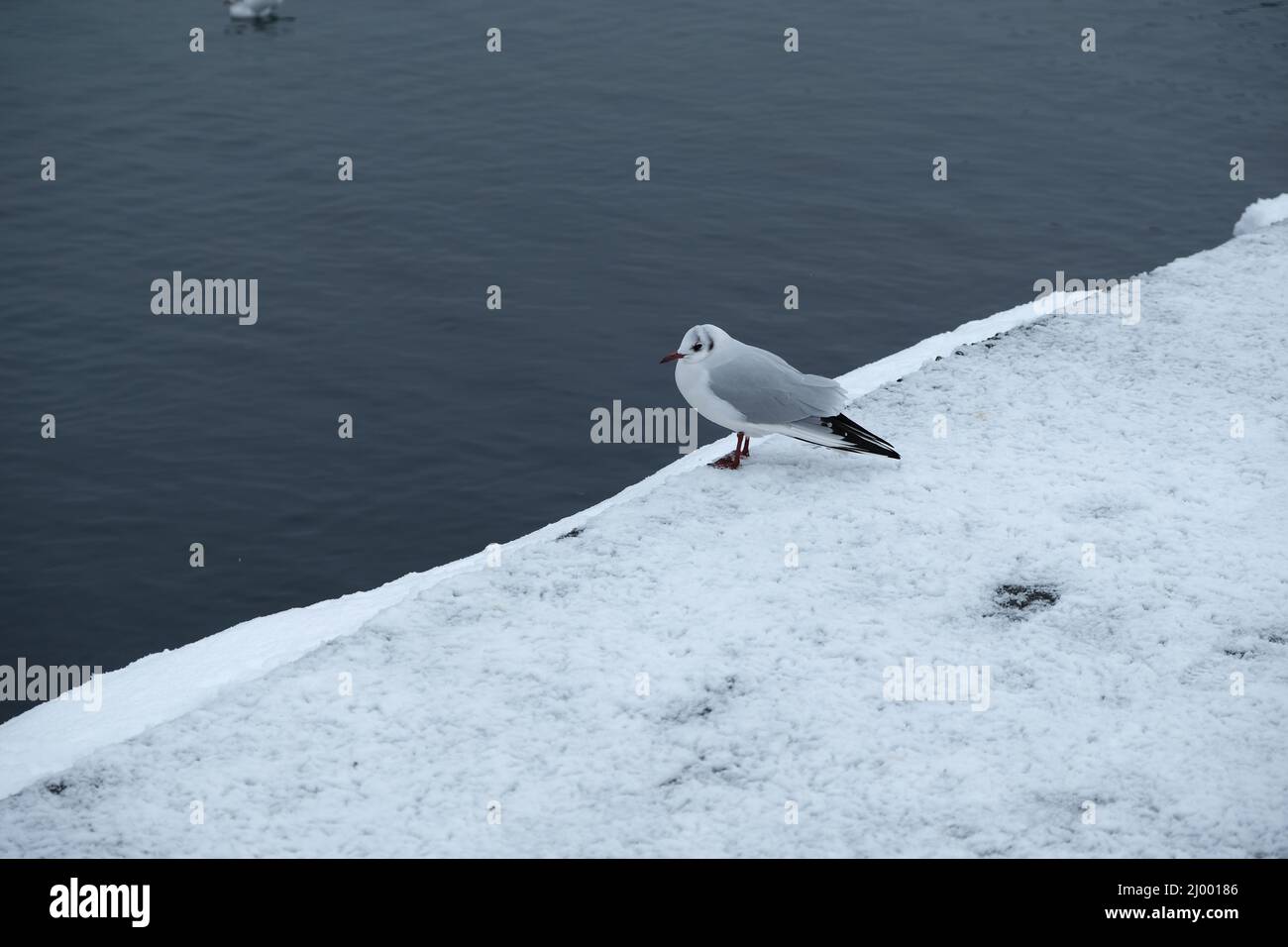 Gulls on the sea hi-res stock photography and images - Alamy