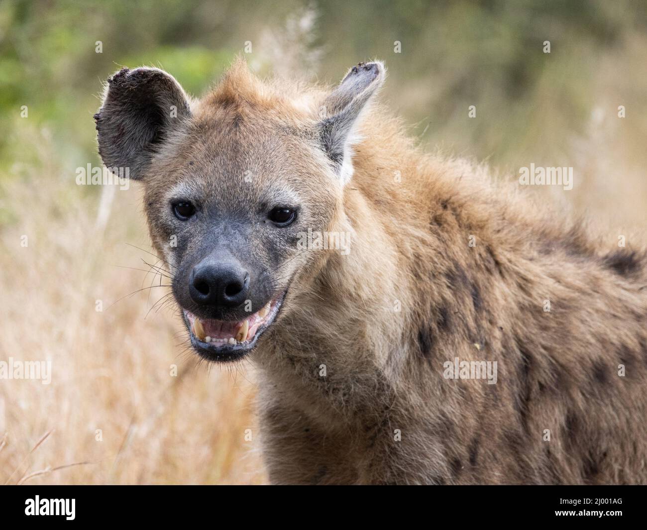 Spotted Hyena Portrait, Kruger National Park, South Africa Stock Photo ...