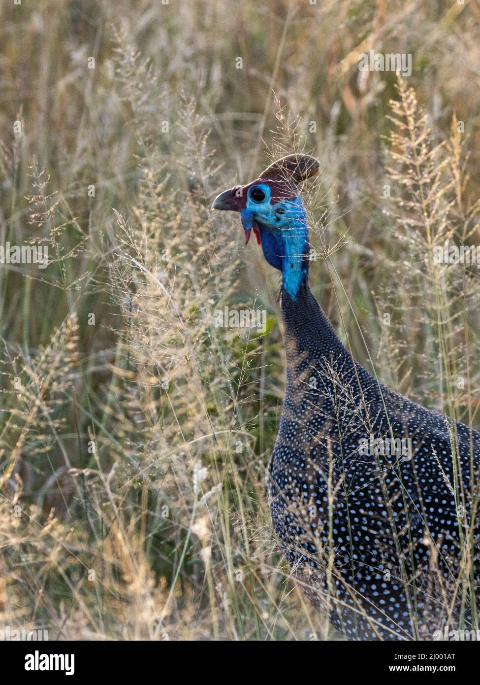 Guinea fowl in savannah safari hi-res stock photography and images - Alamy