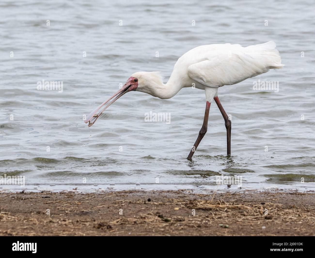 Spoonbill catching fish hi-res stock photography and images - Alamy