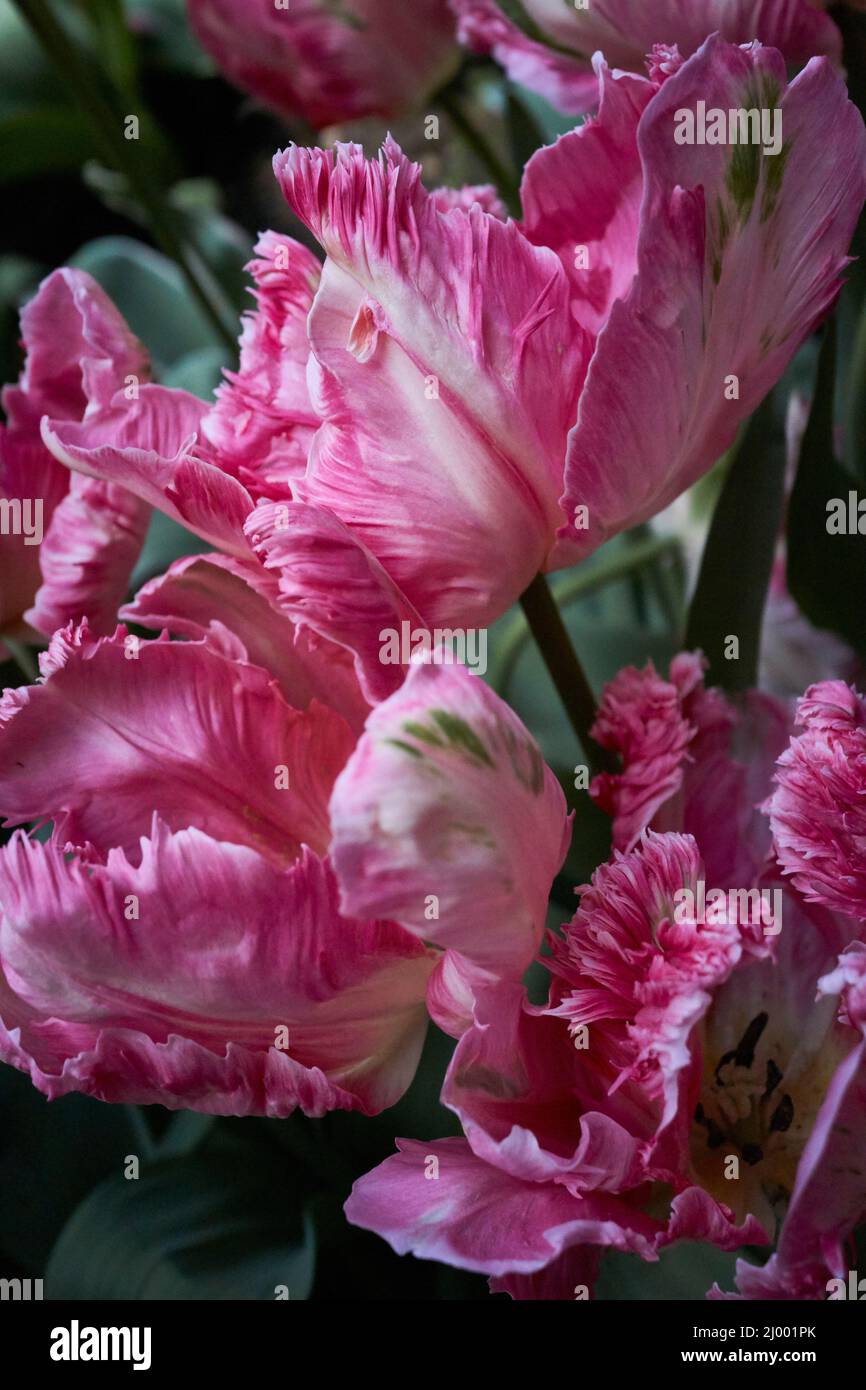 Frill hi-res stock photography and images - Alamy