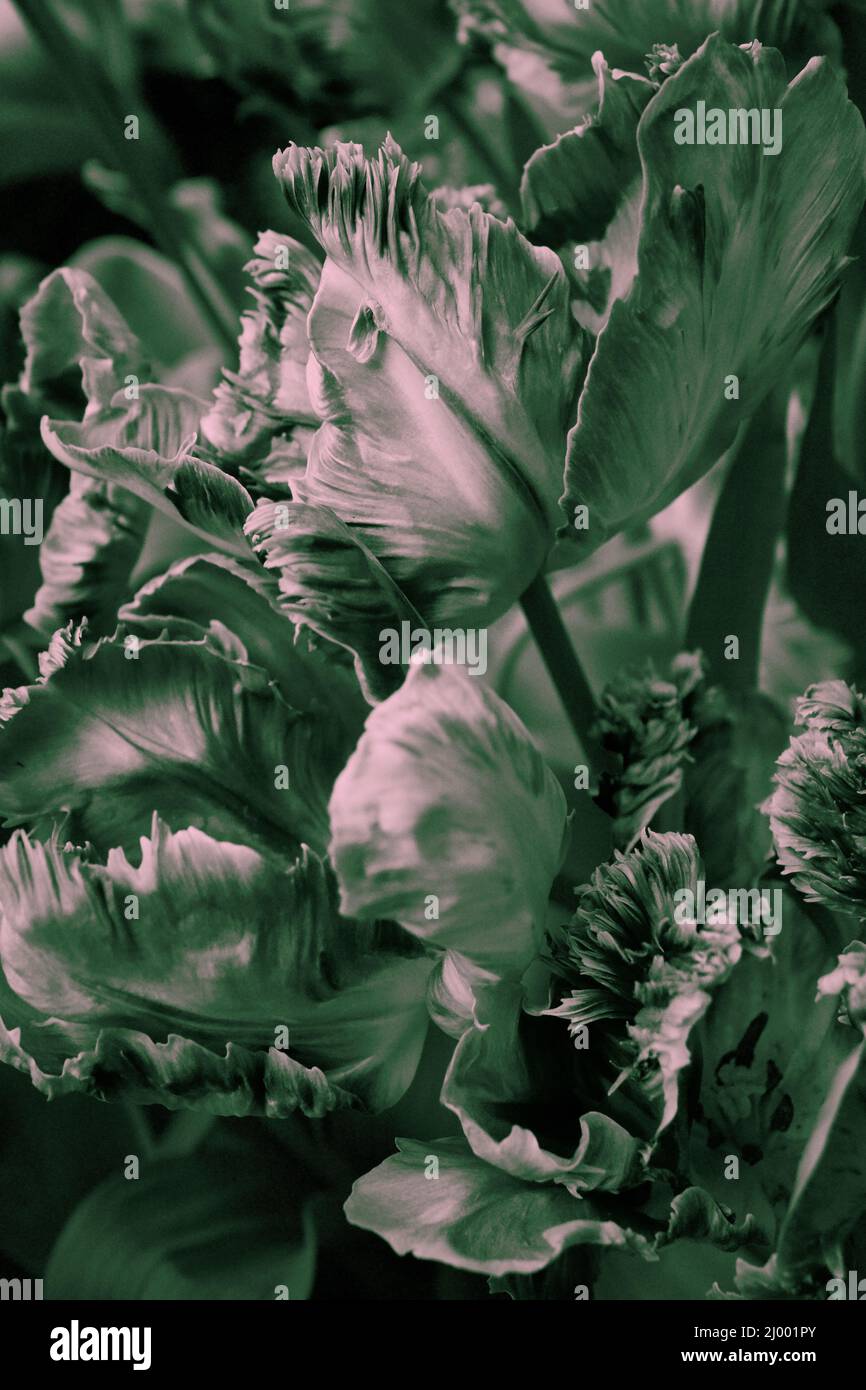 Frill hi-res stock photography and images - Alamy